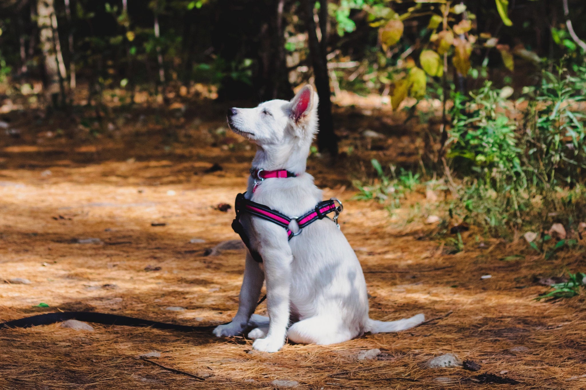 How do I clicker train my dog? – Omni Pet Limited