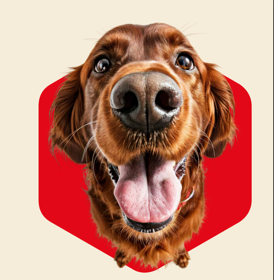 Why Is My Dog So Gassy? Causes, Gut Health, and Dietary Solutions ...